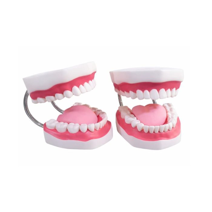 Tooth Model With Tongue - Dental Brands